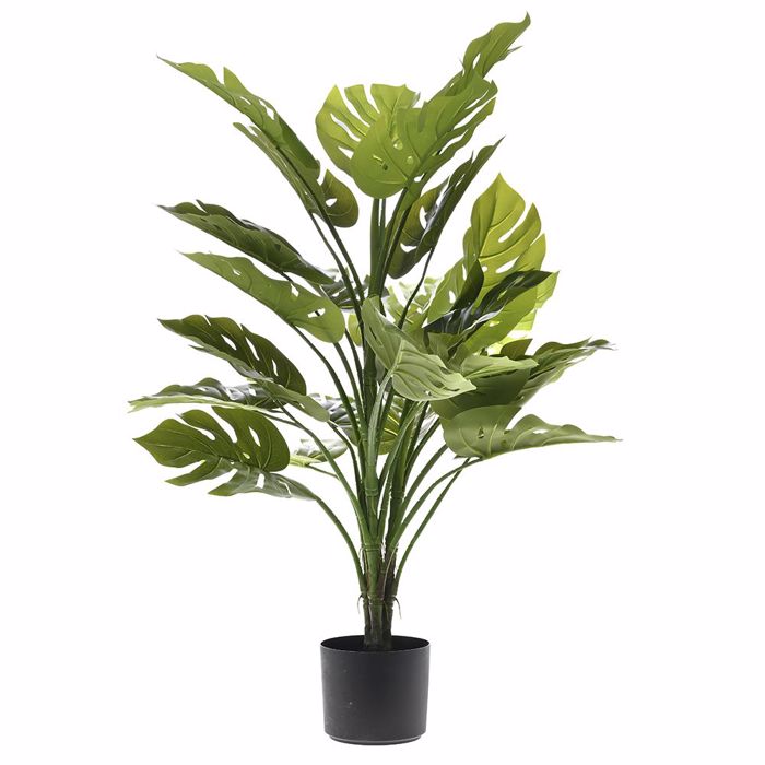ΔΕΝΤΡΟ ΜΕ ΠΡΑΣΙΝΑΔΑ 105EK ME 25ΦΥΛΛΑ MONSTERA