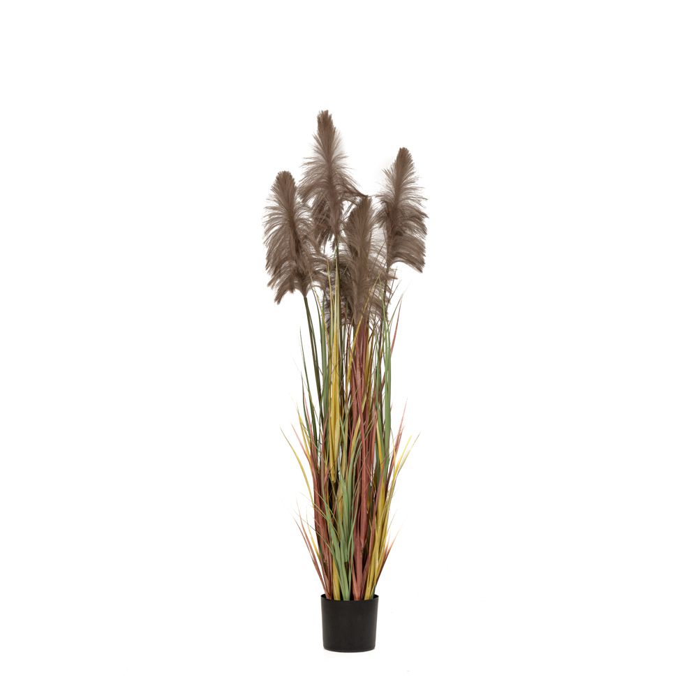 ΦΥΤΟ PAMPAS GRASS Χ5 72ΕΚ ΣΕ ΦΥΣΙΚΟ ΧΡΩΜΑ ΜΕ ΜΑΥΡΗ ΠΛΑΣΤΙΚΗ ΓΛΑΣΤΡΑ