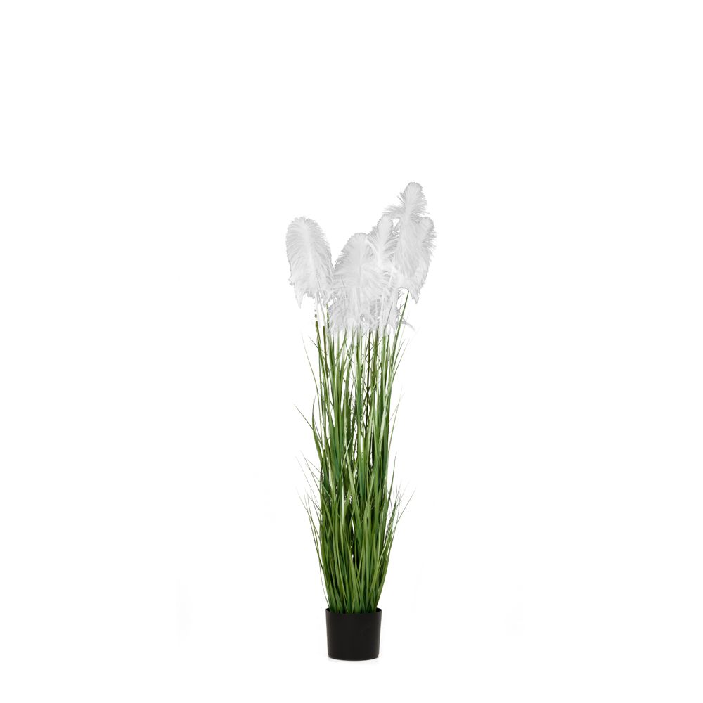 ΦΥΤΟ PAMPAS GRASS Χ3 48ΕΚ ΜΕ ΛΕΥΚΑ ΛΟΥΛΟΥΔΙΑ ΣΕ ΜΑΥΡΗ ΠΛΑΣΤΙΚΗ ΓΛΑΣΤΡΑ
