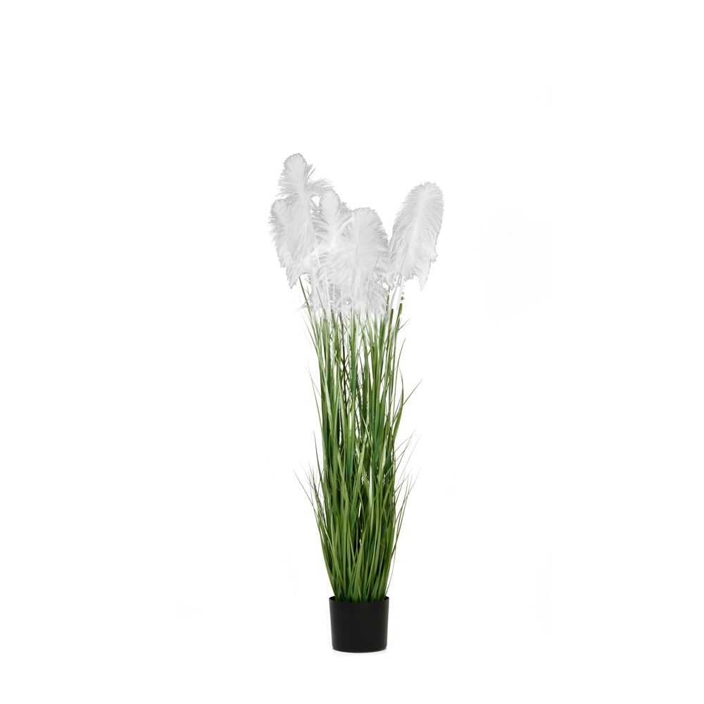 ΦΥΤΟ PAMPAS GRASS Χ5 72ΕΚ ΜΕ ΛΕΥΚΑ ΛΟΥΛΟΥΔΙΑ ΣΕ ΜΑΥΡΗ ΠΛΑΣΤΙΚΗ ΓΛΑΣΤΡΑ