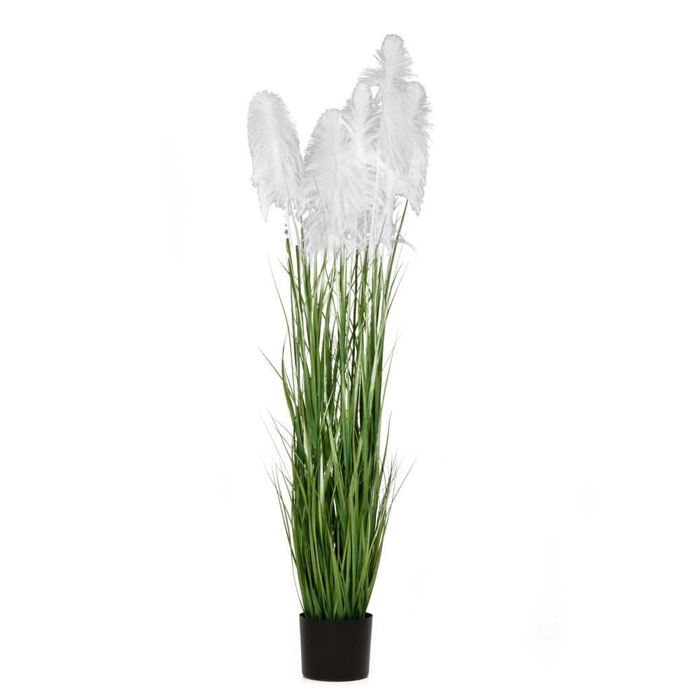 ΦΥΤΟ PAMPAS GRASS Χ7 86ΕΚ ΜΕ ΛΕΥΚΑ ΛΟΥΛΟΥΔΙΑ ΣΕ ΜΑΥΡΗ ΠΛΑΣΤΙΚΗ ΓΛΑΣΤΡΑ